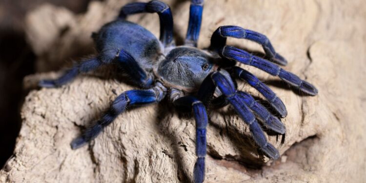 Cobalt Blue Tarantula: Everything You Need to Know