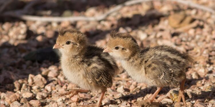 Everything You Need to Know About Raising Baby Quail