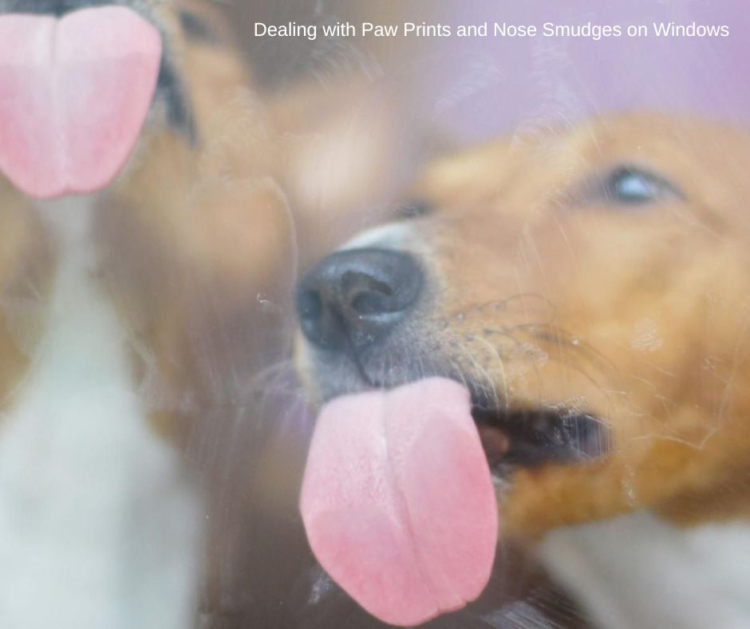Dealing with Paw Prints and Nose Smudges on Windows