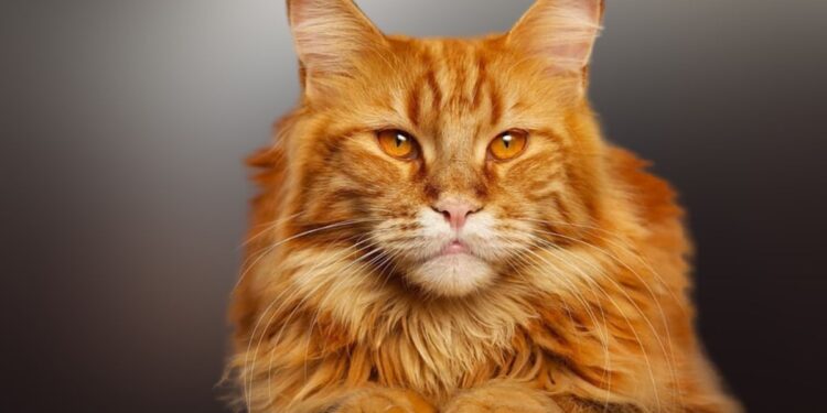 Orange Maine Coon: Why These Cats Are So Special